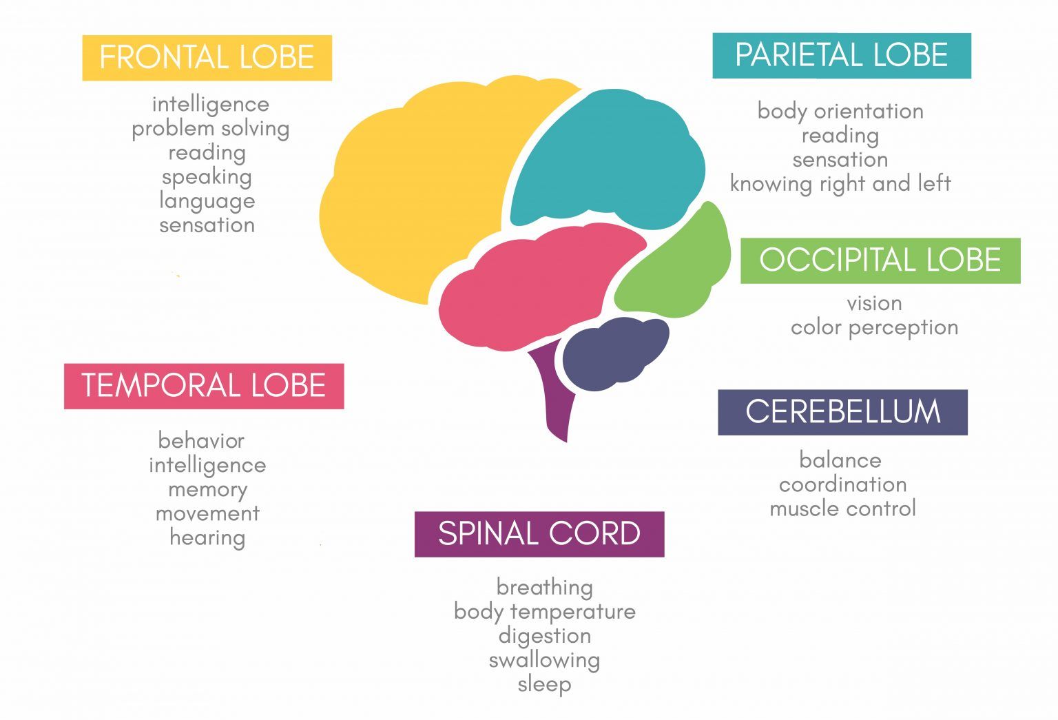 Metastatic Brain Tumors - Learn More or Donate Today! | ABTA